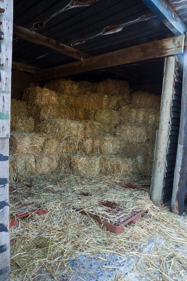 Stack of hay in a hay barn stock photo. Image of animals - 163613750