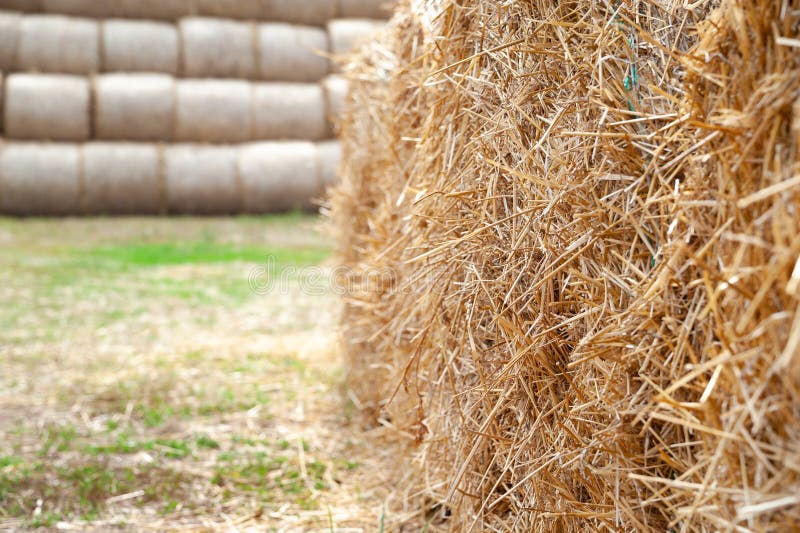 Stack Hay Closeup. Hay Bales are Stacked in Stacks Stock Image - Image ...