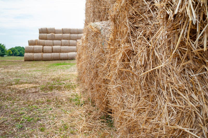 Stack Hay Closeup. Hay Bales Are Stacked In Stacks. Stock Image - Image ...