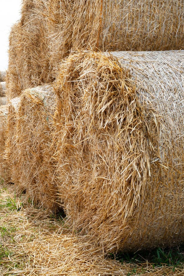 Stack Hay Closeup. Large Bales of Hay are Stacked in Stacks Stock Photo ...