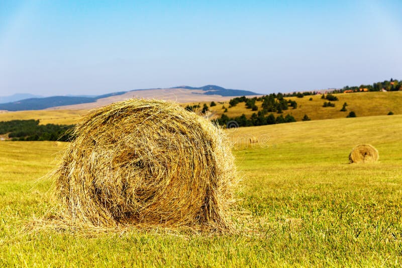 Hay stack stock photo. Image of horse, feed, barn, farm - 64426072