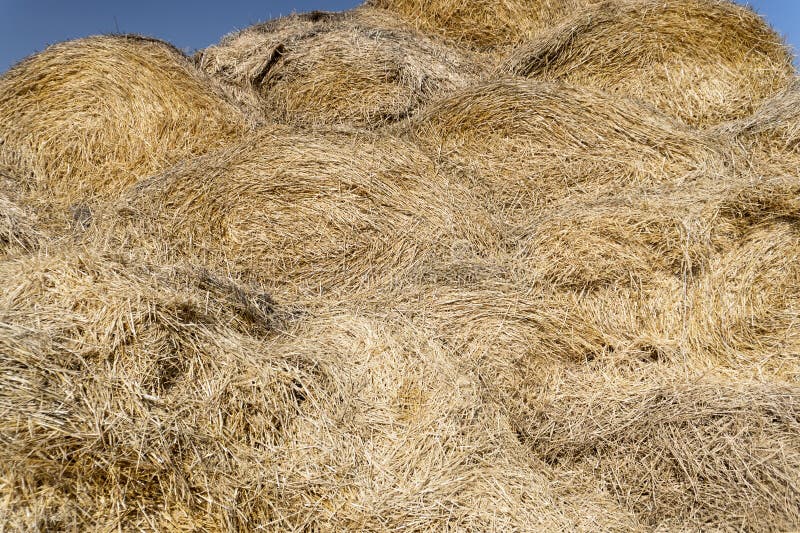 A stack of hay. harvest stock photo. Image of gold, yellow - 285200982