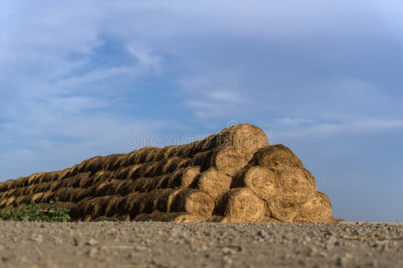 A stack of hay. harvest stock image. Image of stack - 285671509