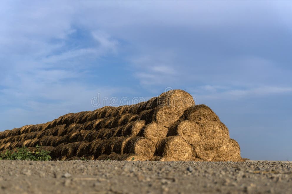 A stack of hay. harvest stock image. Image of stack - 285671509