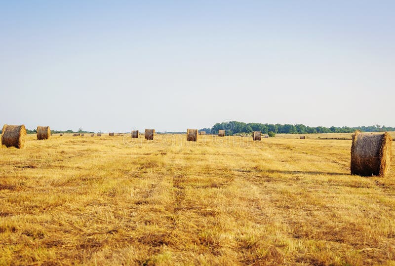 Stack hay on summer field. stock image. Image of field - 59169469