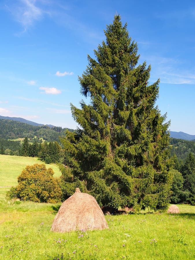A Stack of a Hay Under the Spruce Tree Stock Image - Image of slovakian ...