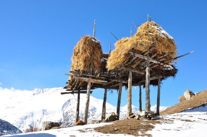 A Stack of Highland Barley Straw Stock Photo - Image of high, frozen ...