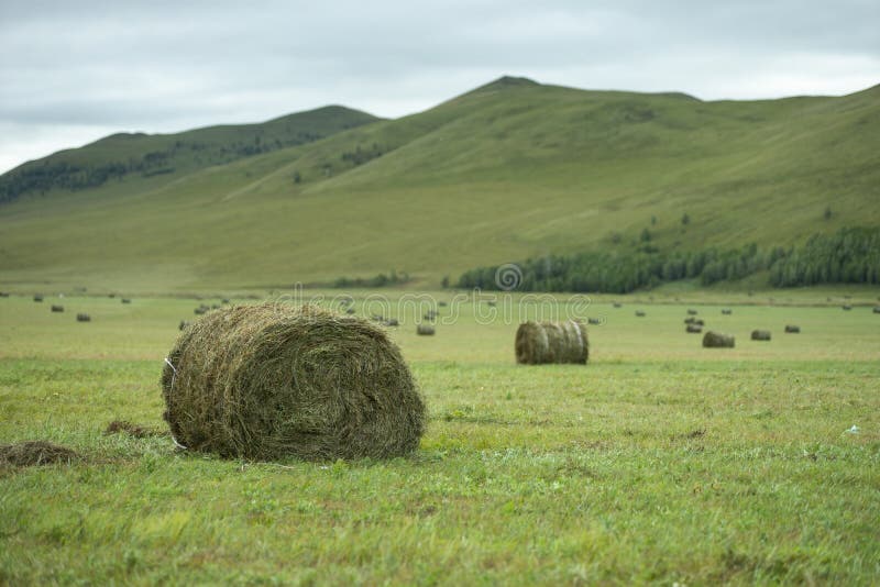 Stack in Hulunbeir China Green Stock Image - Image of stack, china ...