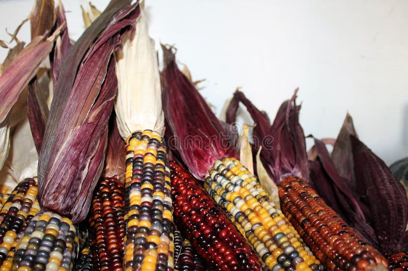 Stack of Indian Corn stock photo. Image of indian, autumn - 102667116