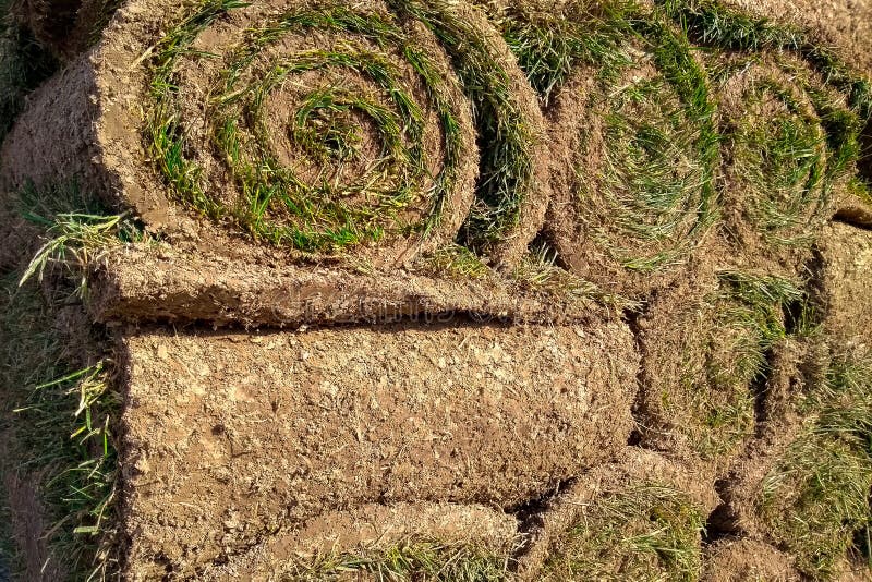 Rolled Grass Lawn Closeup is Ready for Laying Natural Grass Stock Photo ...