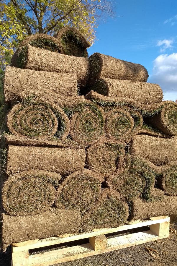 Rolled Grass. Stack of Lawn Roll Close Up Stock Image - Image of ...