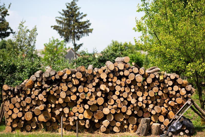 Stack of Logged Firewood in the Forest Stock Image - Image of material ...
