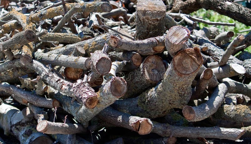 Stack of logs stock photo. Image of piece, food, biology - 14296126