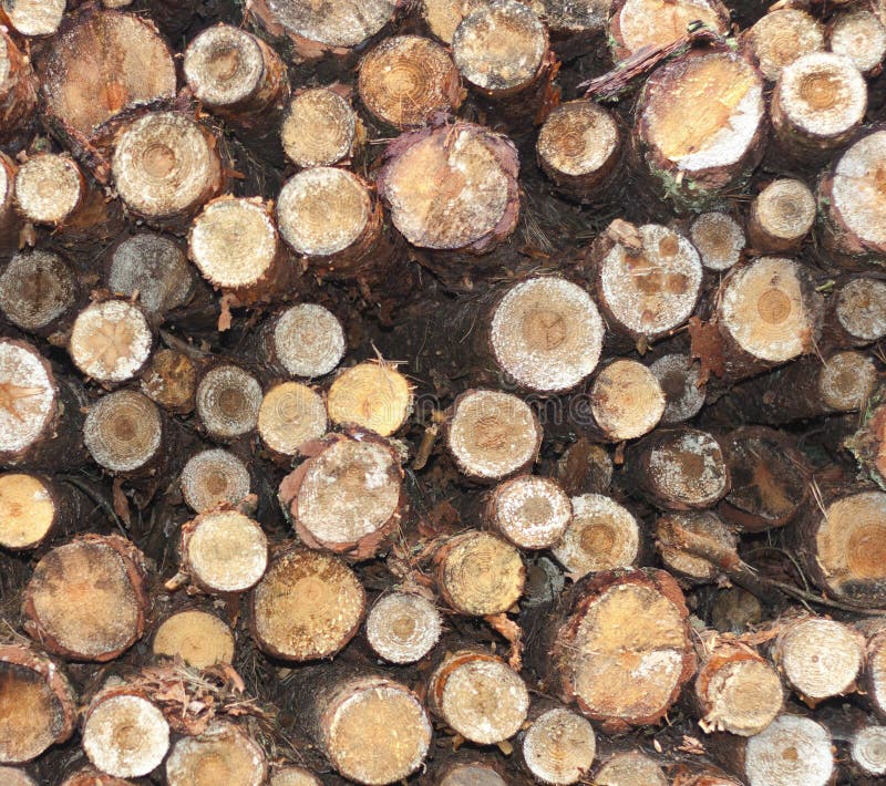 Stack of logs stock photo. Image of evergreen, pine, background - 26402768