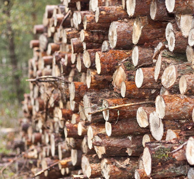 Stack of logs stock photo. Image of sawed, chopping, heap - 26464204