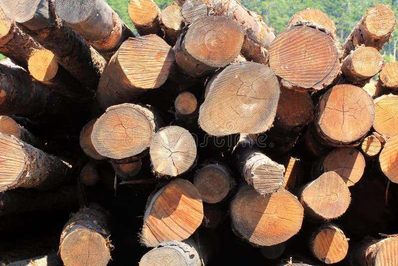 Stack of Logs stock photo. Image of nature, pattern, girder - 27984950