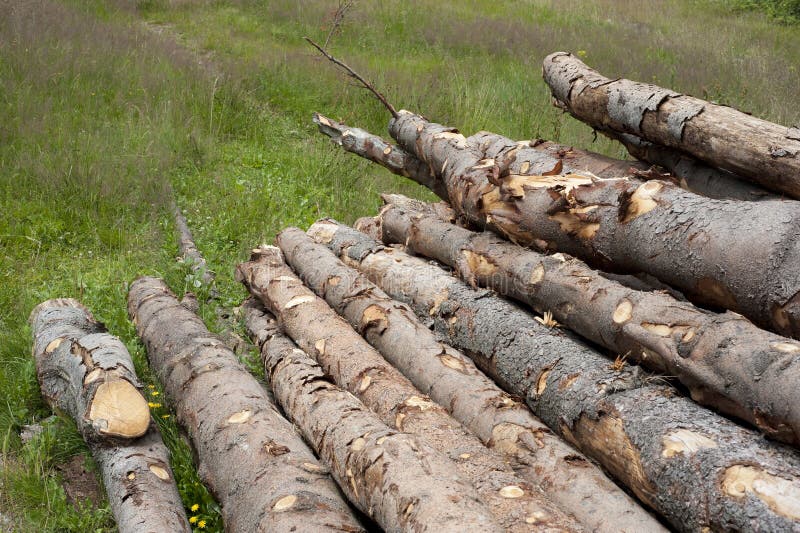 Stack of logs stock photo. Image of trees, green, forest - 29221148