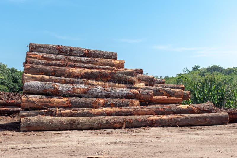 Stack of Logs from Amazon Forest Stock Photo - Image of timber ...