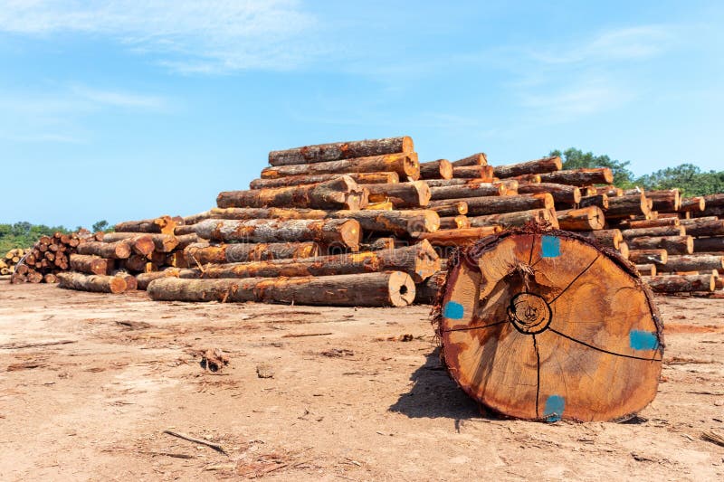 247 Amazon Rainforest Illegal Logging Stock Photos - Free & Royalty ...