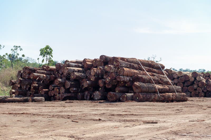 Stack of Logs from Amazon Forest Stock Image - Image of tree, brazil ...