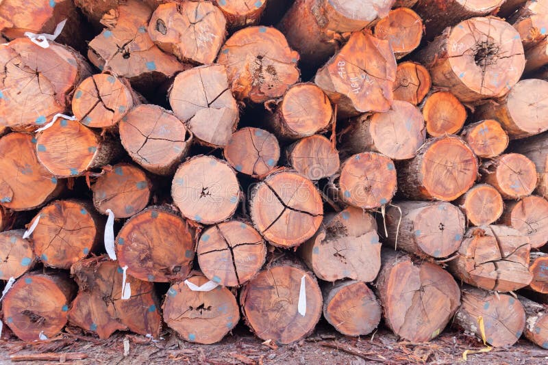 Stack of Logs from Amazon Forest. Stock Photo - Image of industry ...
