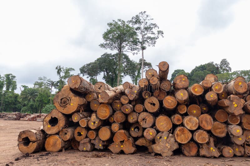 Stack of Logs from Amazon Forest. Stock Image - Image of illegal, pile ...