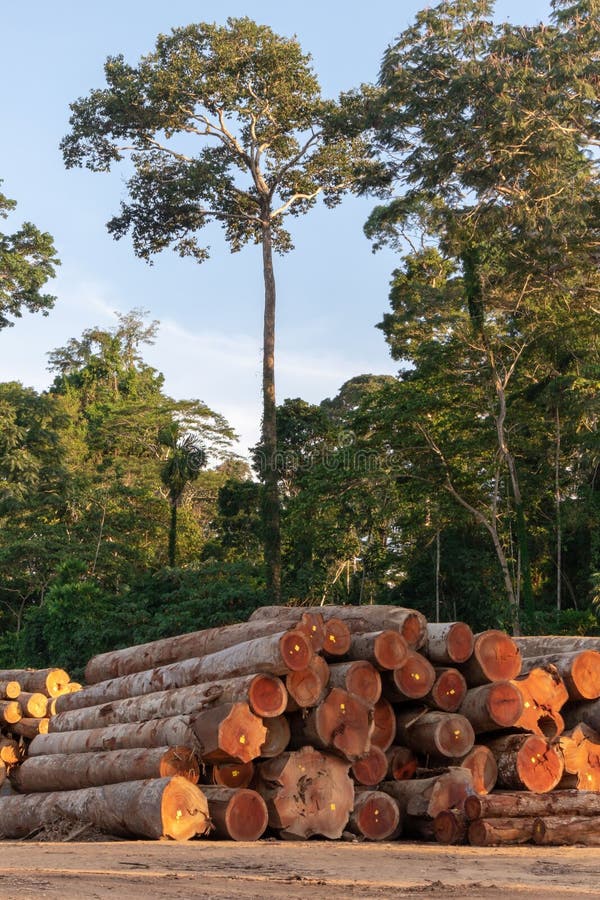 Stack of Logs from Amazon Forest. Stock Photo - Image of brazilian ...