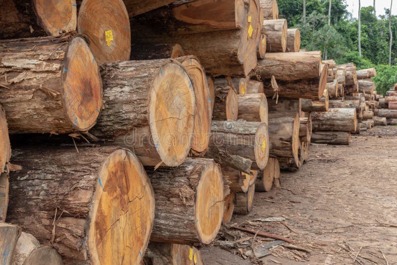 Stack of Logs from Amazon Forest. Stock Image - Image of environment ...