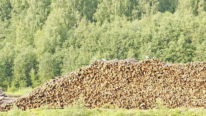 659 Bank Logs Stock Photos - Free & Royalty-Free Stock Photos from ...