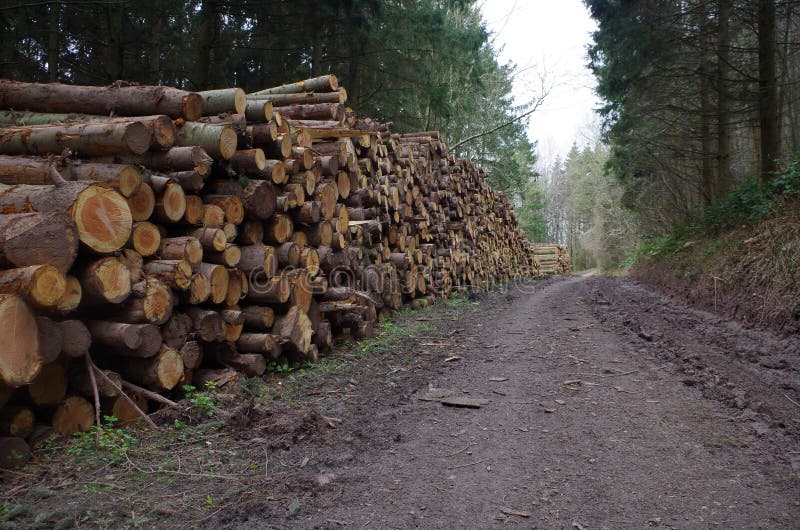 Stack of logs stock image. Image of timber, stack, forestry - 40311169