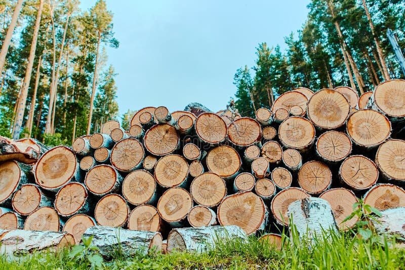 A Stack of Logs with Deciduous Trees a View of the Various Ends of Logs ...