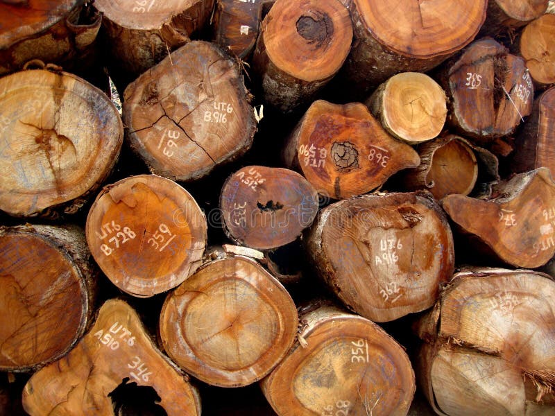 Stack of Logs Extracted from Amazon Forest Stock Image - Image of ...