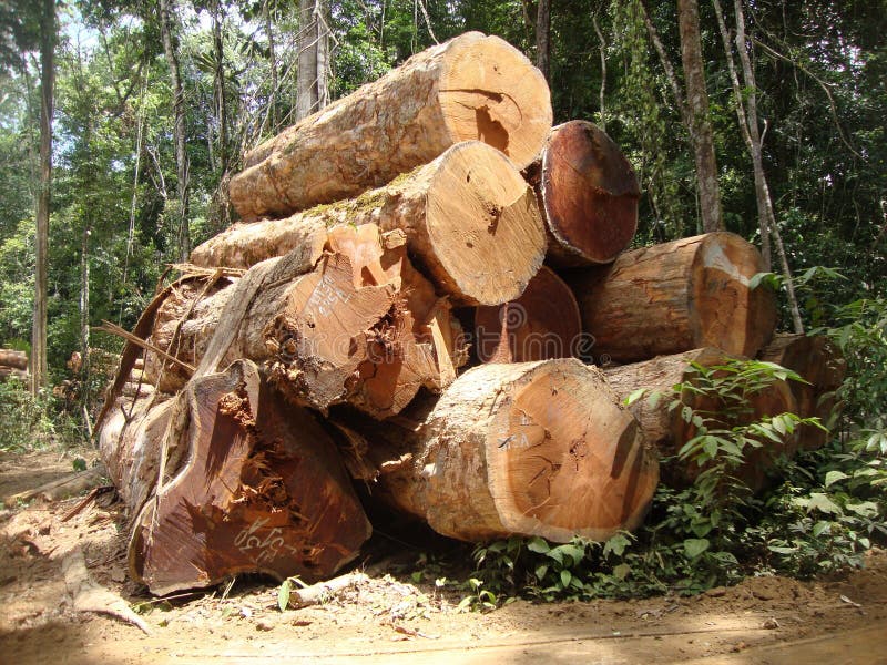 Stack of Logs Extracted from Amazon Forest Stock Image - Image of wood ...