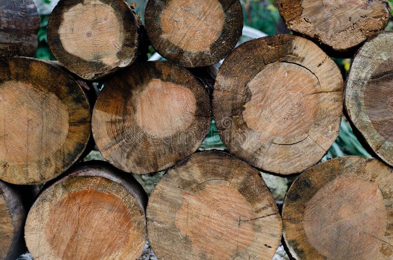 A Stack of Logs. Felled Trees. Tree Structure Stock Photo - Image of ...