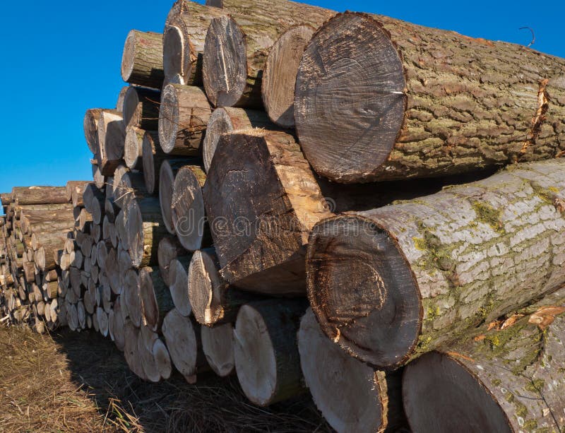 Pile of logs stock photo. Image of blue, wood, grass, trunk - 1140916