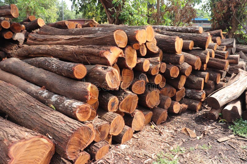Stack of Logs in Forest | Cutting Logs | Stacked Logs Stock Photo ...