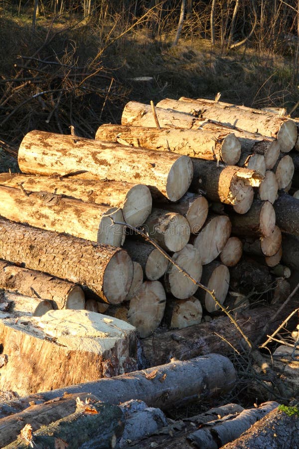Stack of logs stock photo. Image of rough, heap, environment - 40649448