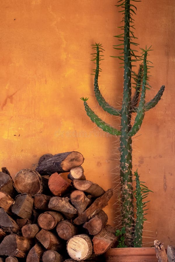 Stack of Logs and Giant Green Cactus Outside at Yard Against Yellow ...