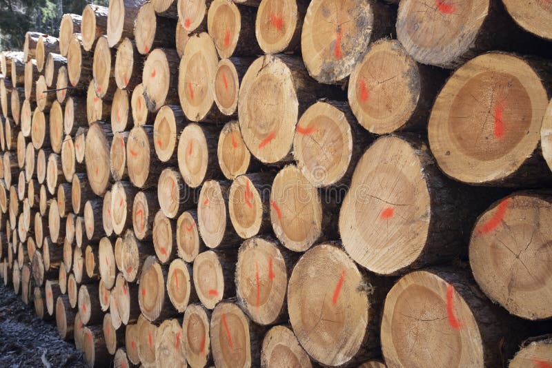 Stack of Logs in Green Forest Renewable Resource Stock Image - Image of ...