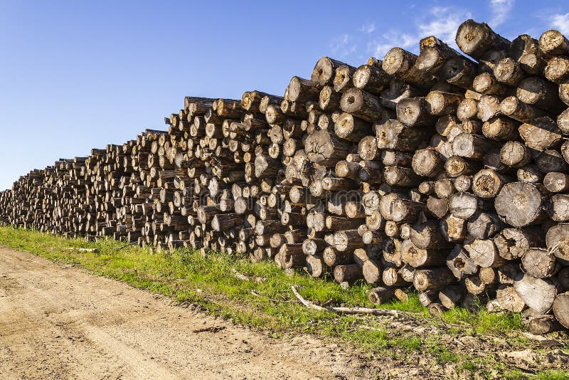 Stack of Logs during Logging Stock Photo - Image of rural, forestry ...