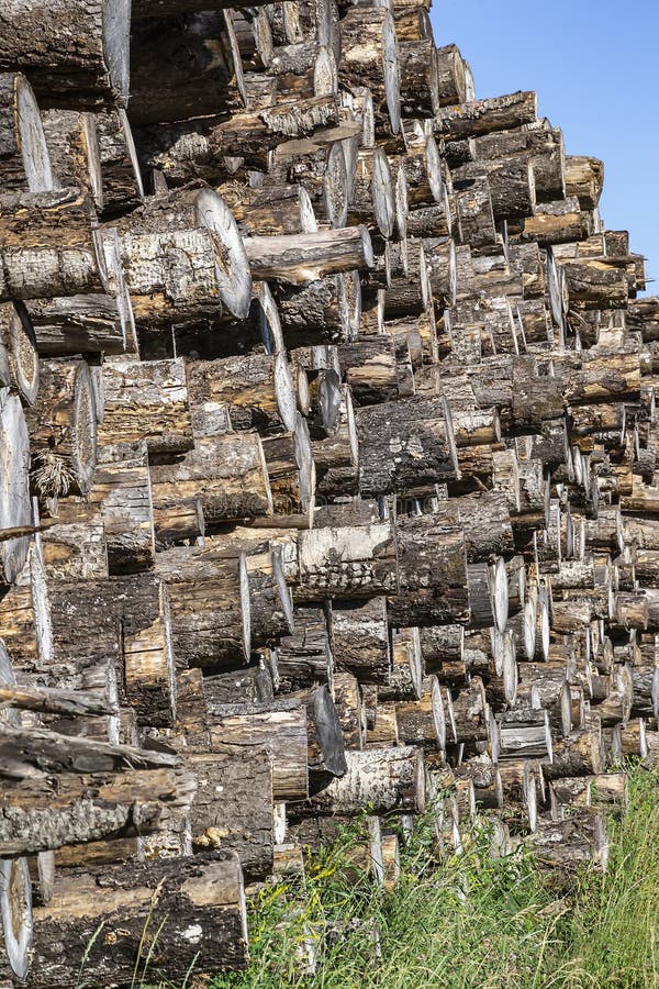 Stack of Logs during Logging Stock Image - Image of horizontal, circle ...