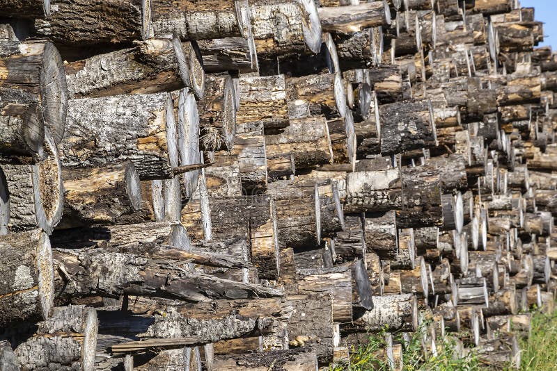 Stack of Logs during Logging Stock Photo - Image of forestry, bark ...