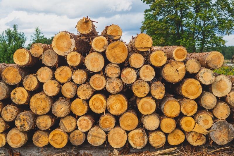 Stack of Logs Lying on the Side of the Road. Big Pile of Timber Stock ...