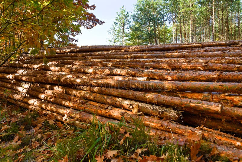 Stack of Logs of Pine in Forest Stock Image - Image of logs, outdoor ...