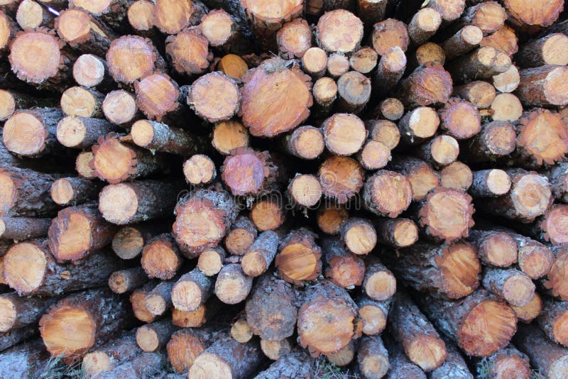 Stack of Logs Stacked on Top of Each Other Stock Image - Image of ...