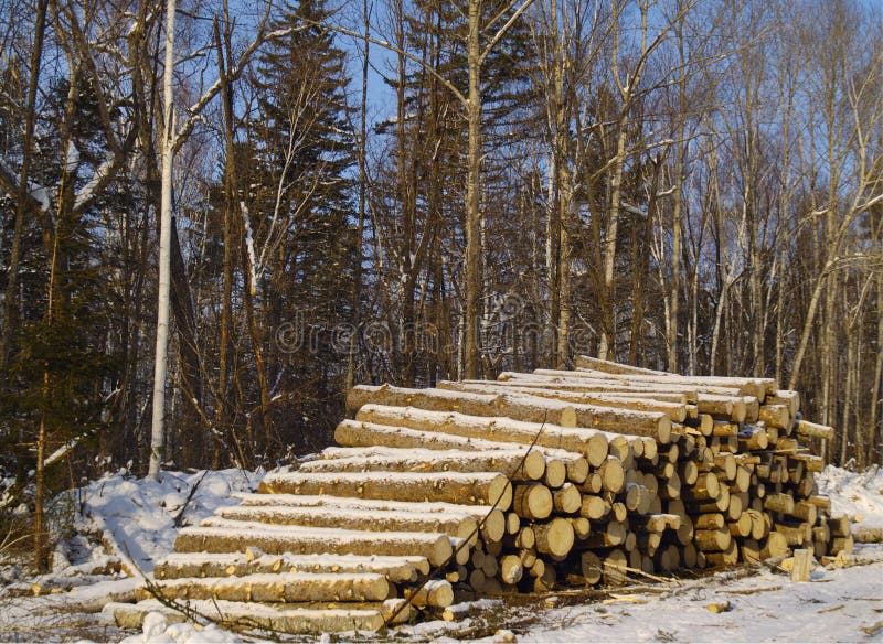 Wood Preparation in a Taiga Stock Photo - Image of ashtree, cedar: 27348122