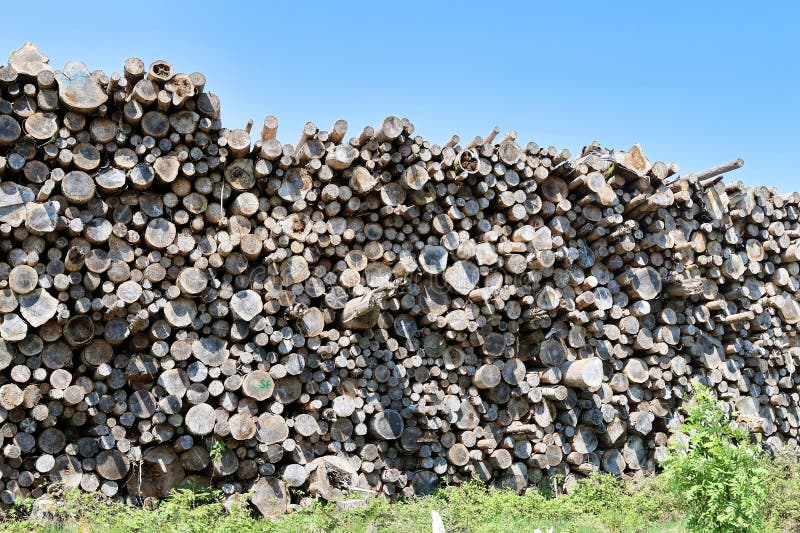 Stack of Logs Under Blue Sky Stock Photo - Image of industry, nature ...
