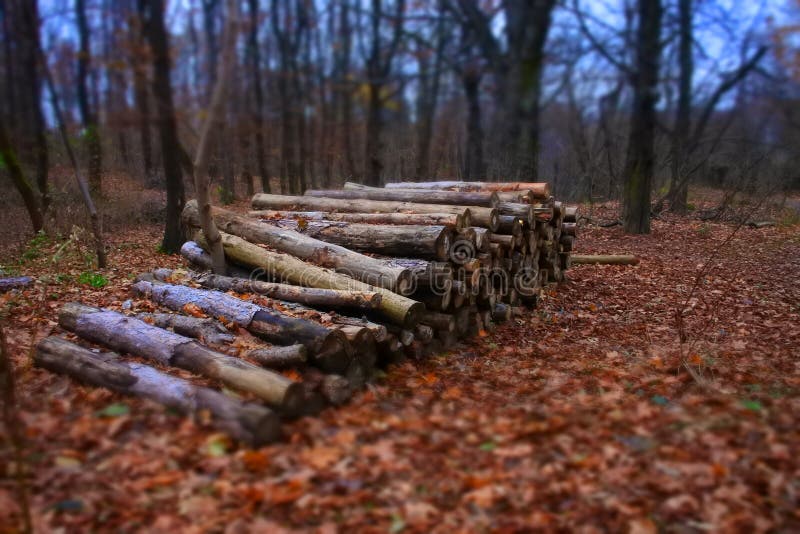 Stack Of Logs Picture. Image: 84935451