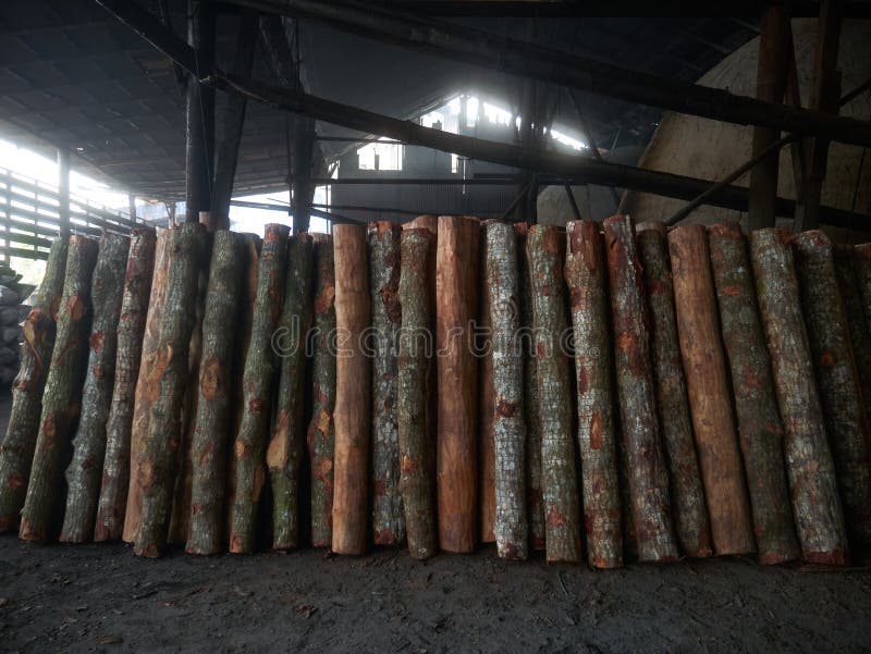 Stack of Mangrove Woods. it is Used for Charcoal Making Stock Image ...