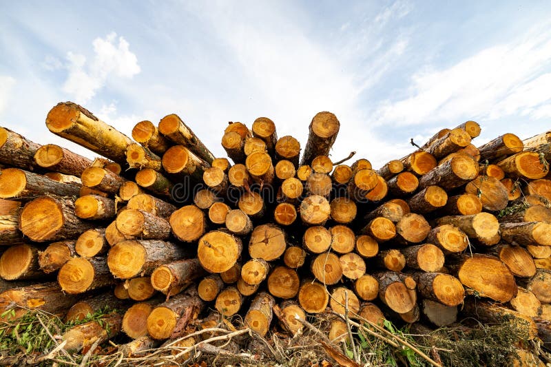 Stack of Many Sawn Logs of Pine Trees Stock Image - Image of logs ...